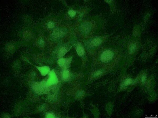 Mouse OP9-DL4 Delta-like 4 Notch Ligand Cell Line | SCC494